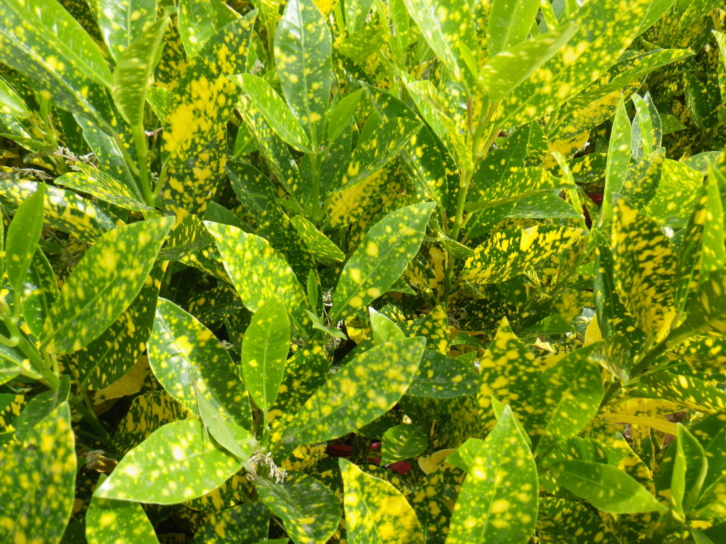 Gold Dust Croton Native Habitat