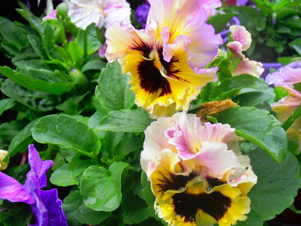 Pansy - ruffled - Landsdale Plants