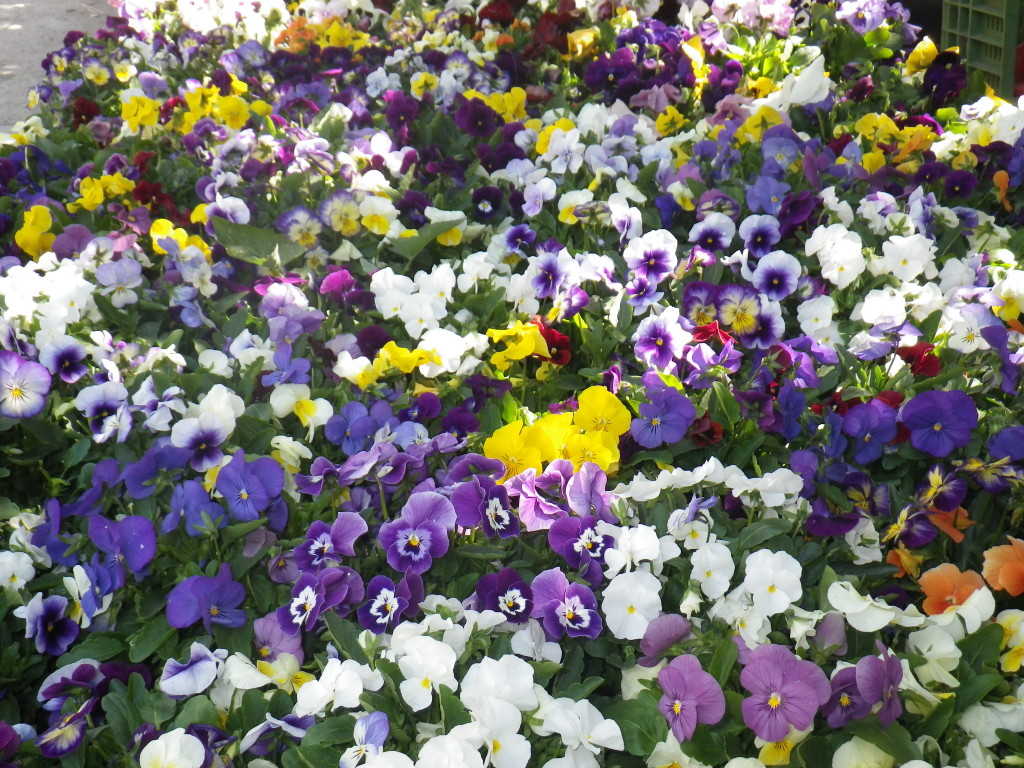 Potted colour (2) - Landsdale Plants