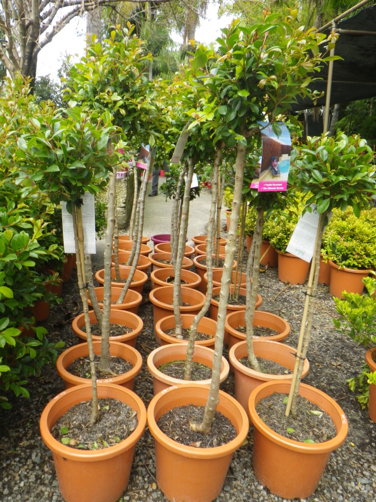 Standard Lilly Pilly - Landsdale Plants