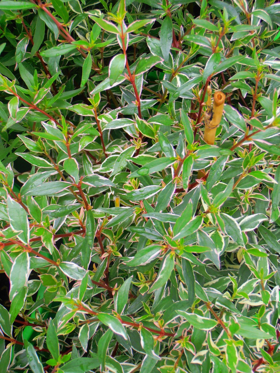 Abelia x Grandiflora - Variegata - Landsdale Plants