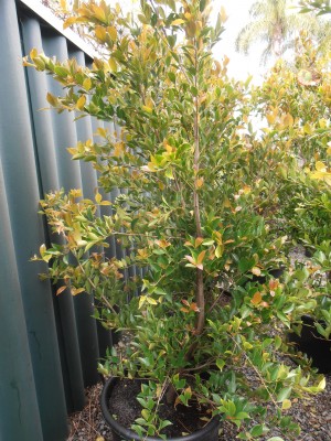 Acmena - Firescreen - Landsdale Plants