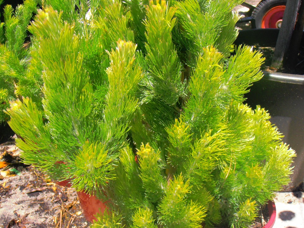 Adenanthos sericeus - Albany woolly bush (2) - Landsdale Plants
