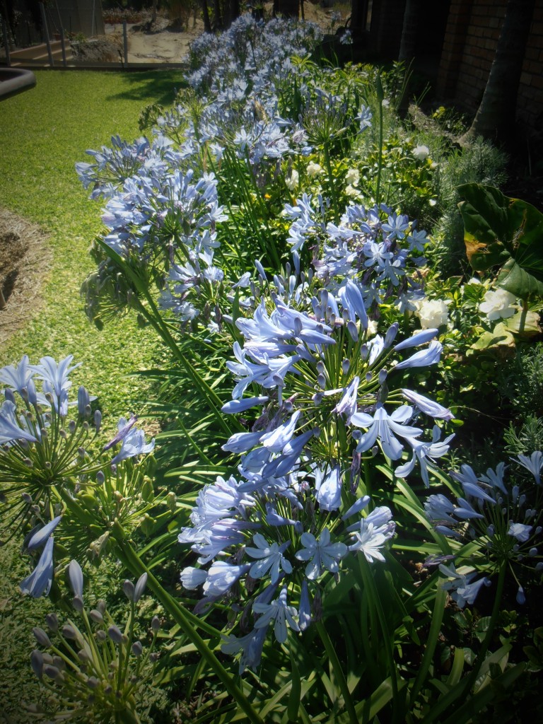Agapanthus - Blue - Landsdale Plants
