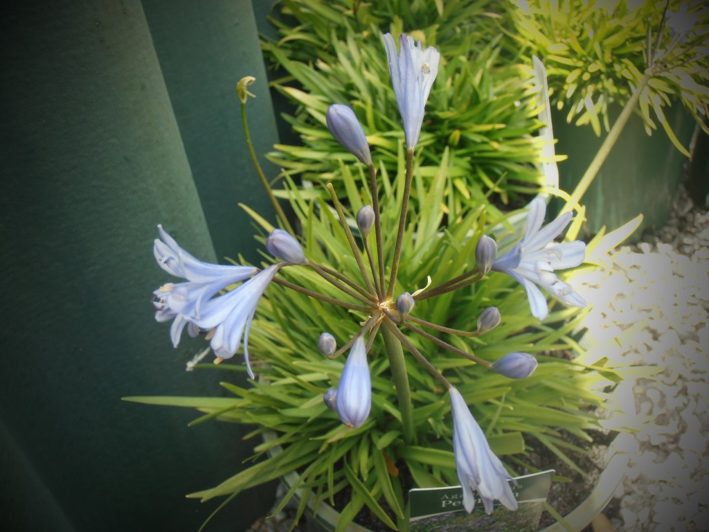 Agapanthus Peter Pan Azul Agapanthus 'Peter Pan' | Sunshine Coast