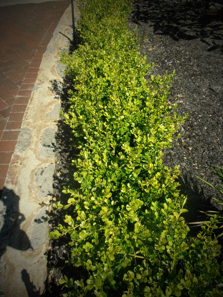 Buxus microphylla - Japanese Box - Landsdale Plants