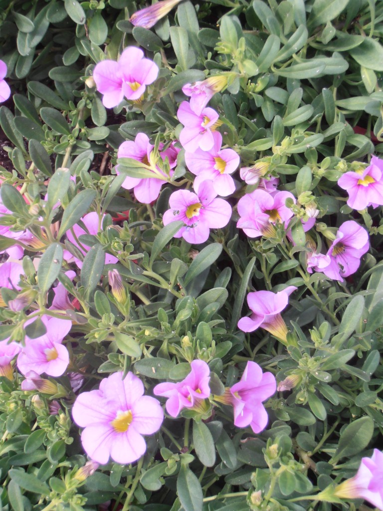 Calibrachoa - Perennial Petunia (2) - Landsdale Plants