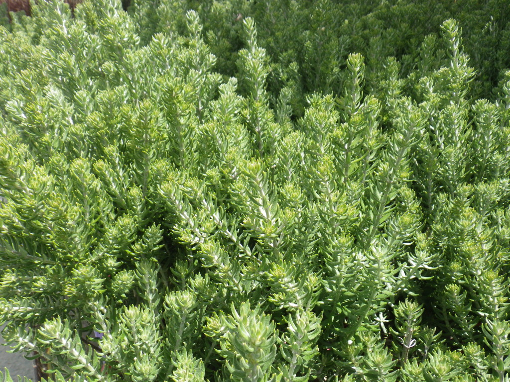 Chunky bunch - Landsdale Plants