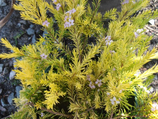 Coleonema pulchrum - Golden Diosma - Landsdale Plants