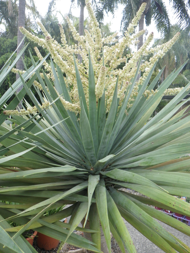 Dragon tree in flower - Landsdale Plants