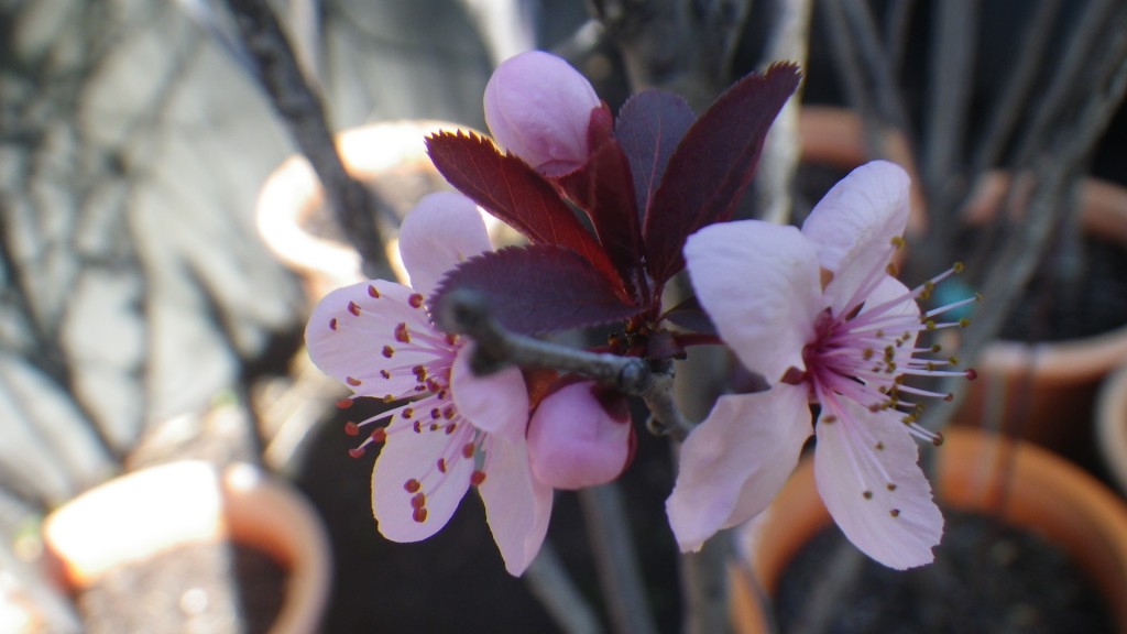 Flowering Plum - Landsdale Plants
