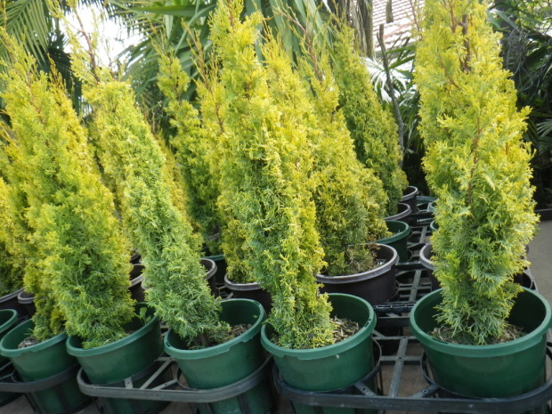 Gold Pencil Pines - Landsdale Plants