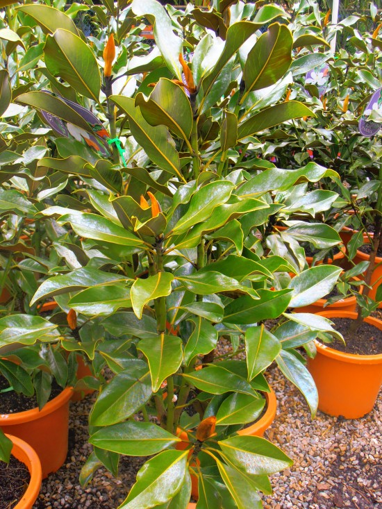 Magnolia Kay Parris - Landsdale Plants