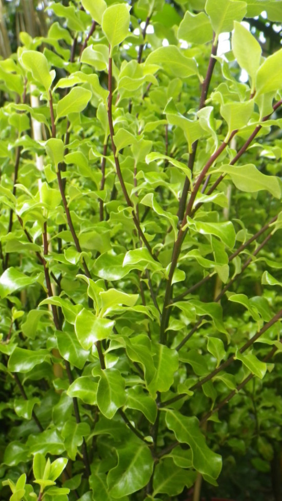Pittosporum Tasman Ruffles - Landsdale Plants