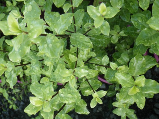 Pittosporum Tasman Ruffles - Landsdale Plants