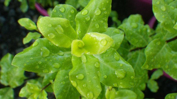 Tasman Ruffles - Landsdale Plants