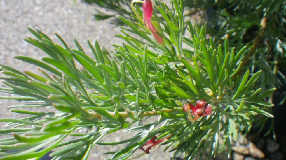 Dwarf Woolly Bush (4) - Landsdale Plants
