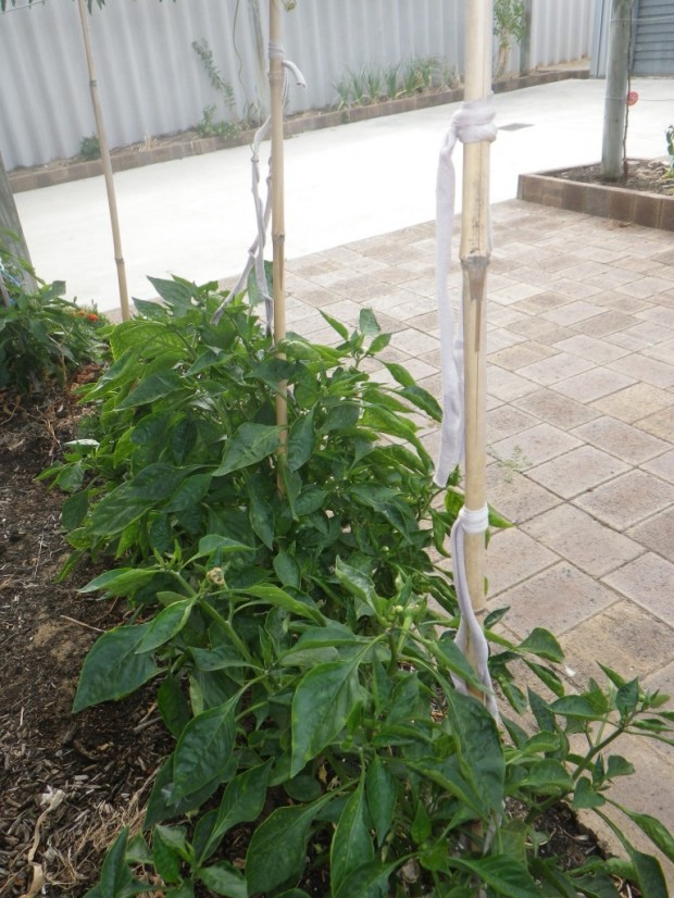 Establish a Vegetable Garden - Landsdale Plants