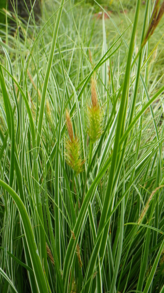 Carex Everest - Landsdale Plants