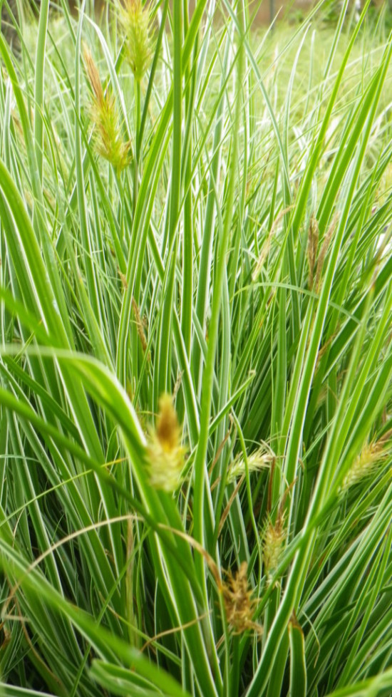 Carex Everest - Landsdale Plants