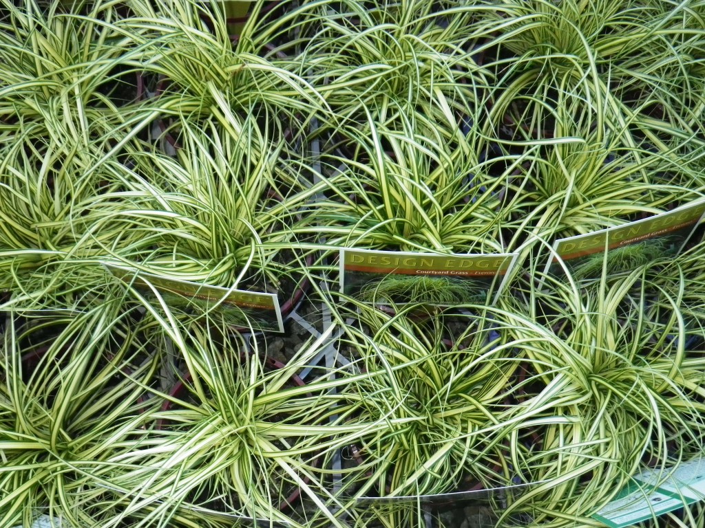 Carex Everoro