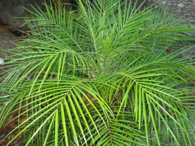 Dwarf Date Palm - Landsdale Plants