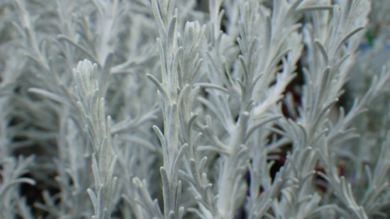 Olearia axillaris - Alchetron, The Free Social Encyclopedia