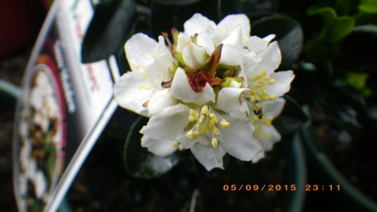 Rhaphiolepsis - Snow Maiden - Landsdale Plants