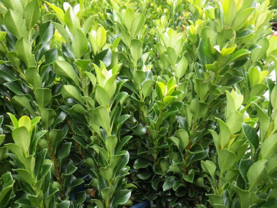 Rhaphiolepsis - Snow Maiden - Landsdale Plants