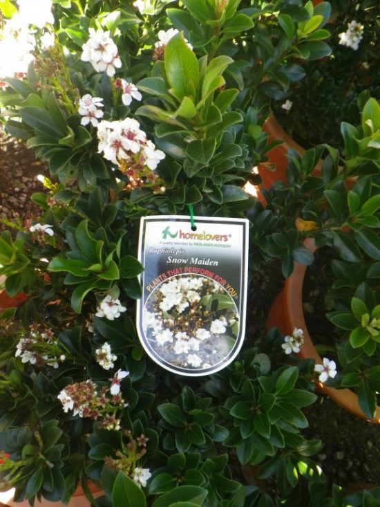 Rhaphiolepsis - Snow Maiden - Landsdale Plants