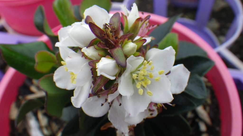 Snow Maiden Rhapiolepsis - Landsdale Plants