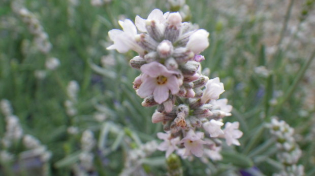 Lavender White - Landsdale Plants