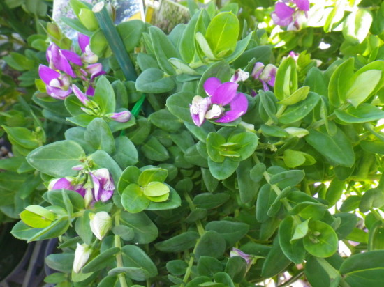 Polygala Dazzler - Landsdale Plants