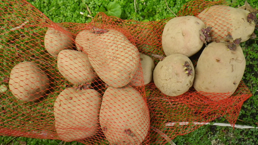 Ruby Lou Potatoes - Landsdale Plants
