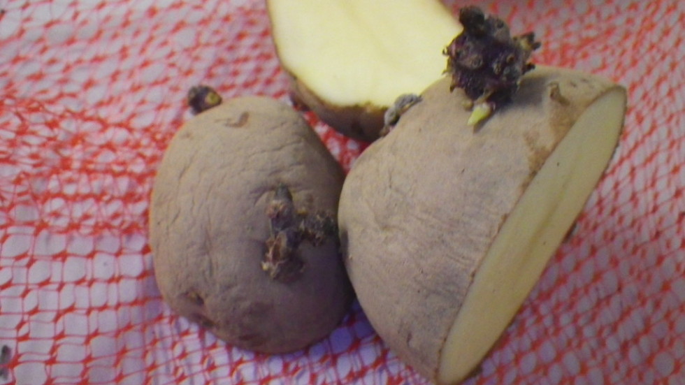 Grow your own Potatoes at home - Landsdale Plants